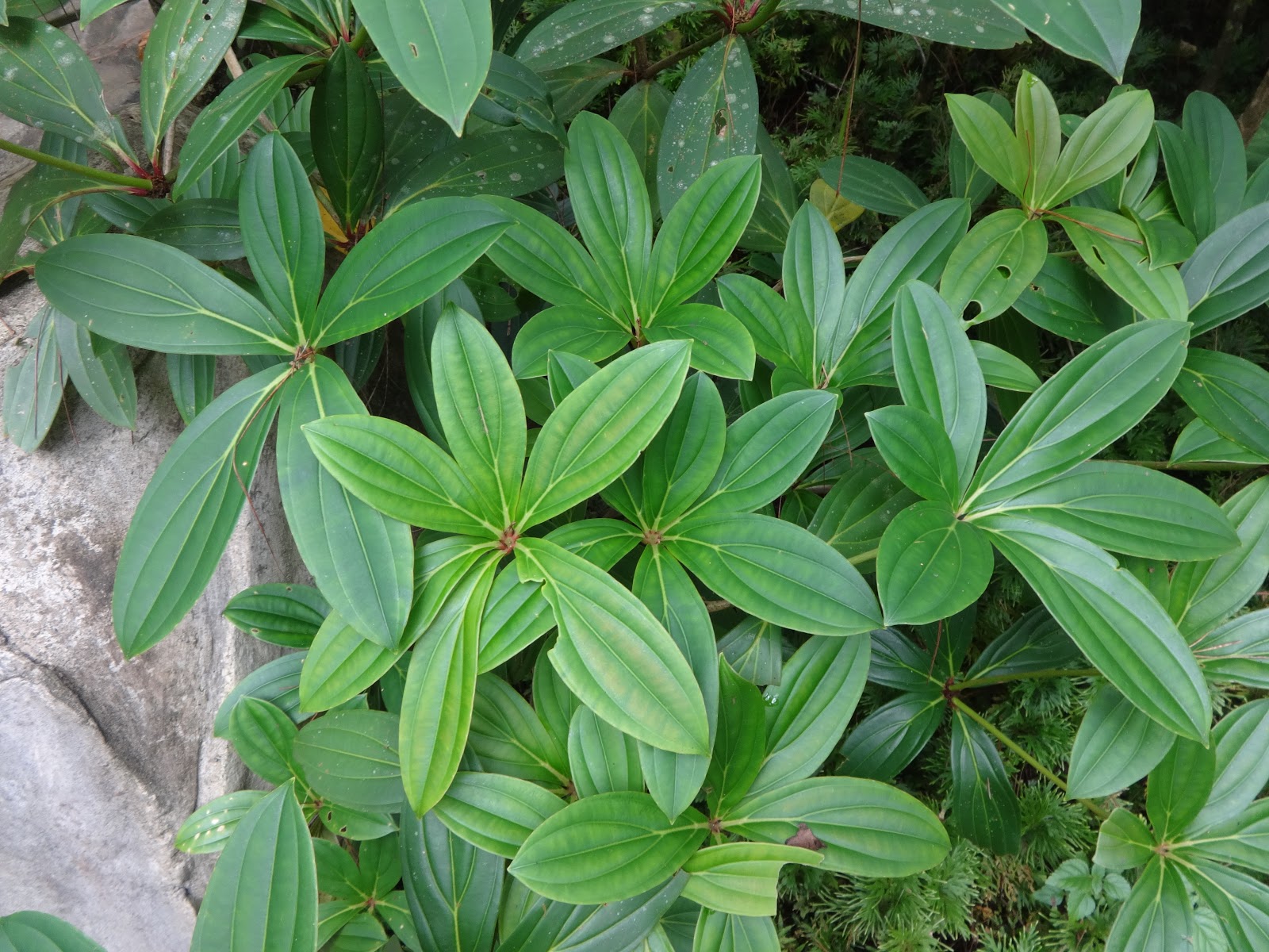 Herbs from Distant Lands: Medinilla magnifica, Medinilla pendula ...