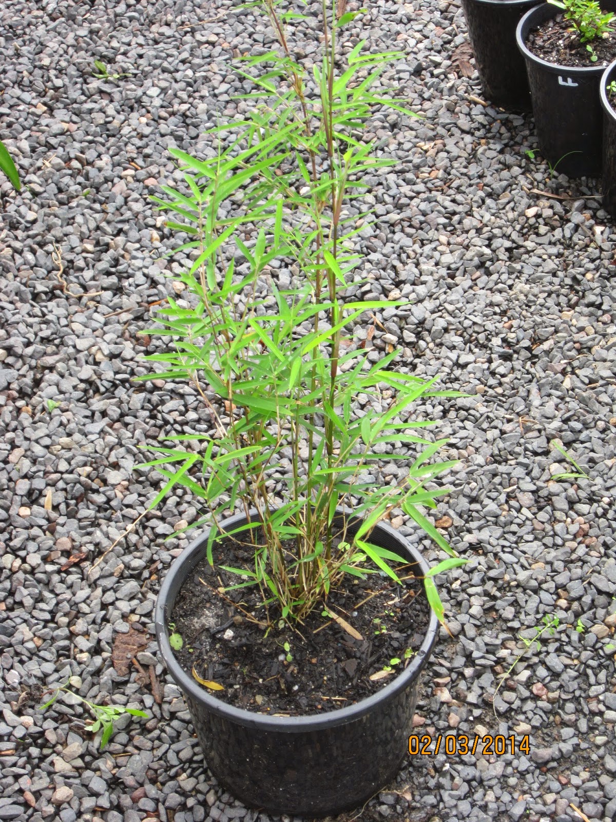 The Niche Nursery: Bamboo Sale at The Niche.