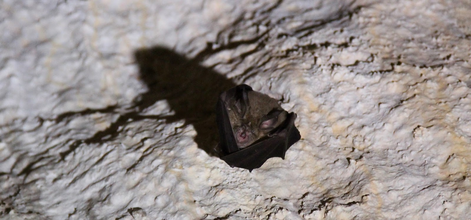 Fauna Muntanya Montserrat | Muntanya de Montserrat Monestir i Santuari.