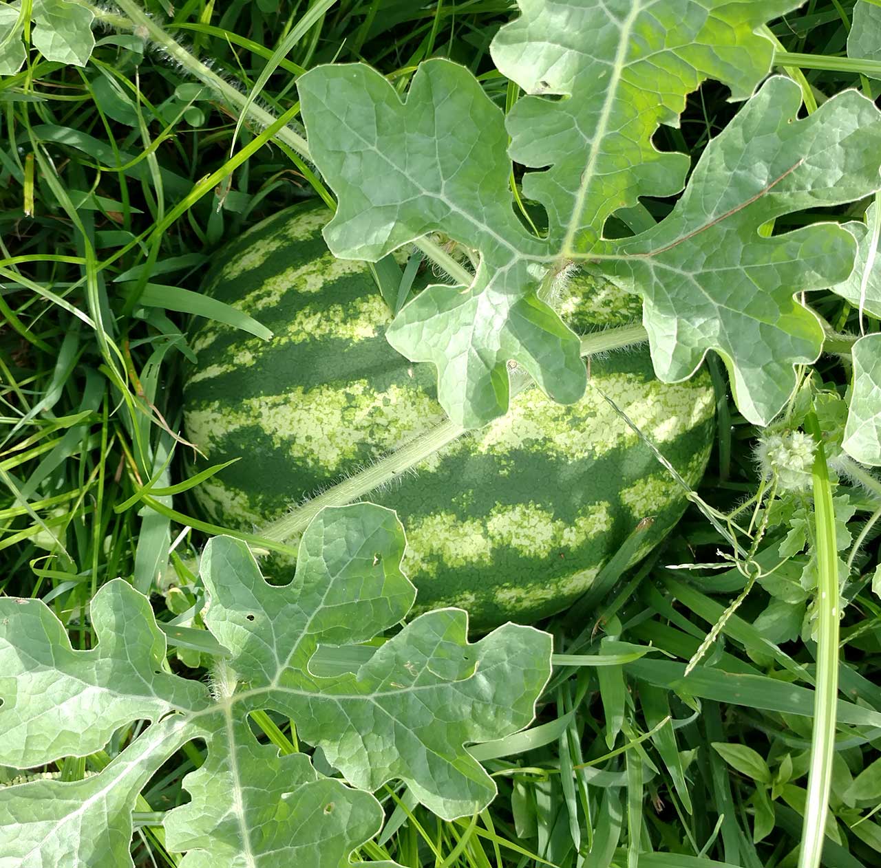 Poppular Photography: August 2016