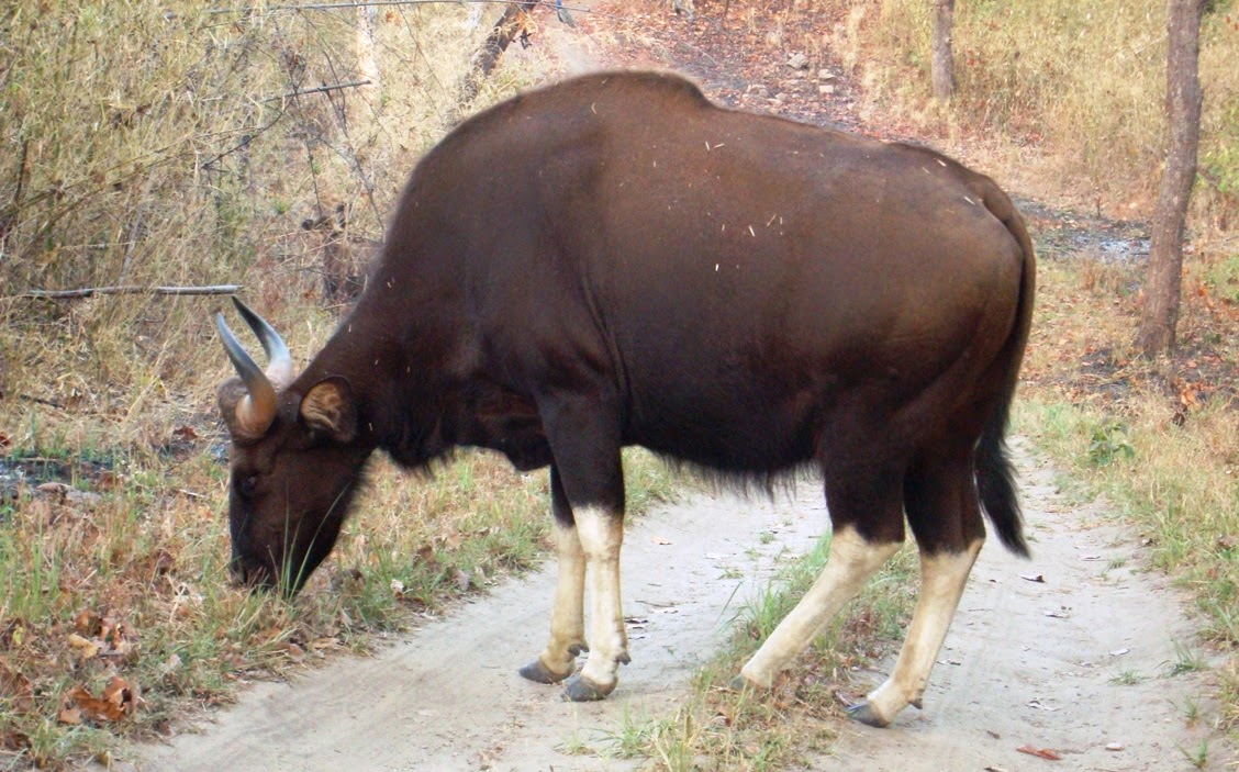 The Magic Tours Blog: Gaur sighting at Kanha