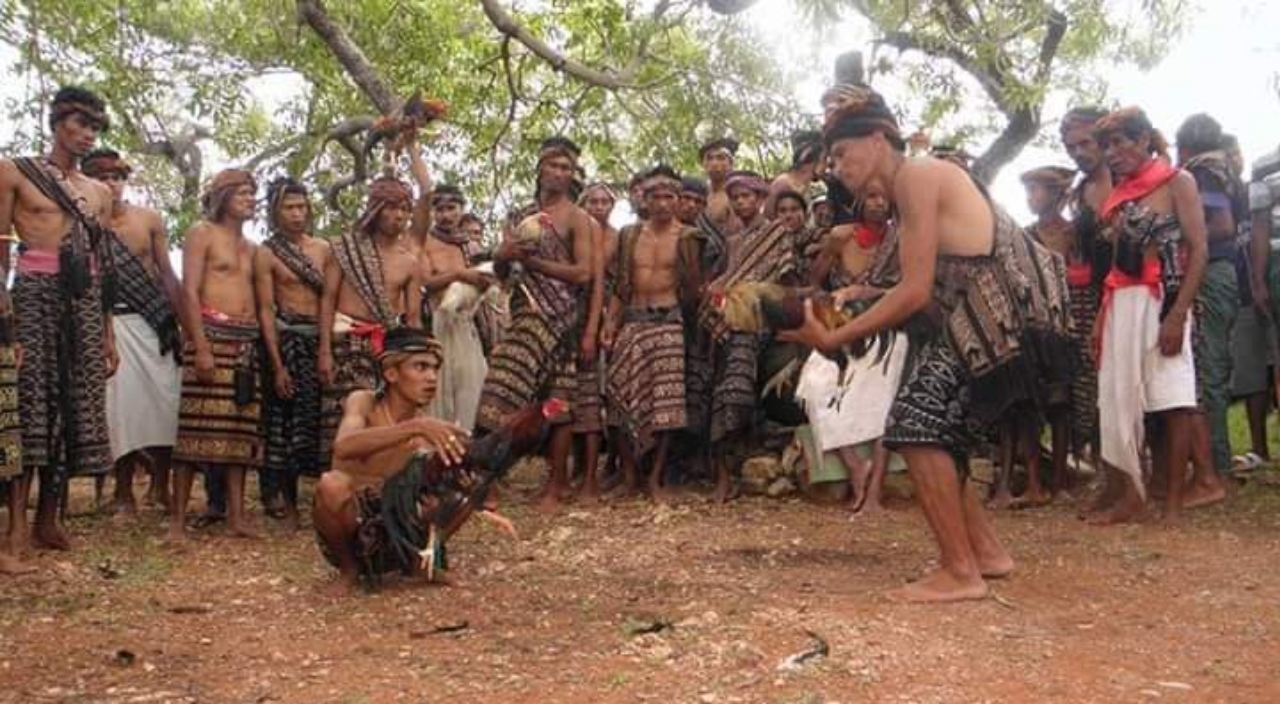 Ritual Adat Di Sabu Raijua Sesuai Kalender Adat Liae - Mimpi NTT