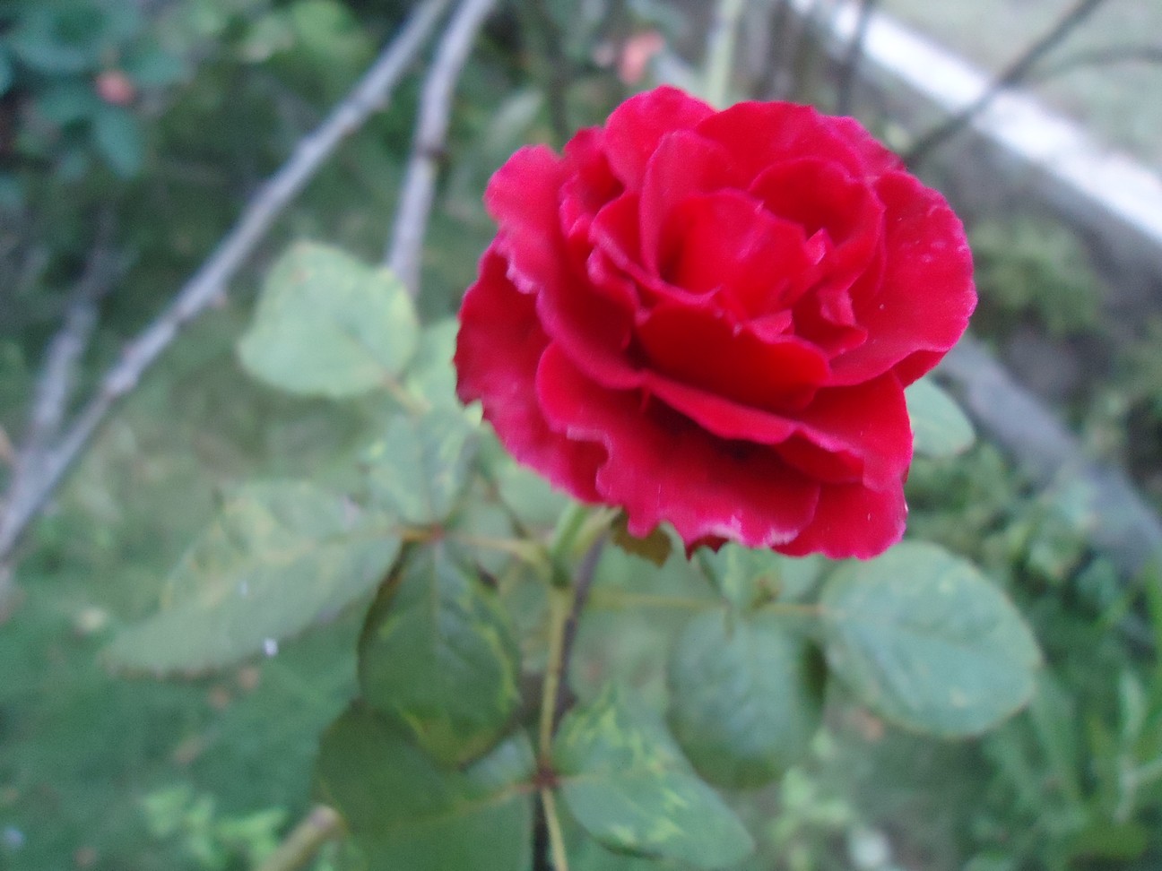 Bunga Kertas Merah Berduri Lirik + Jenis Tanaman Hias Daun, Bunga ...