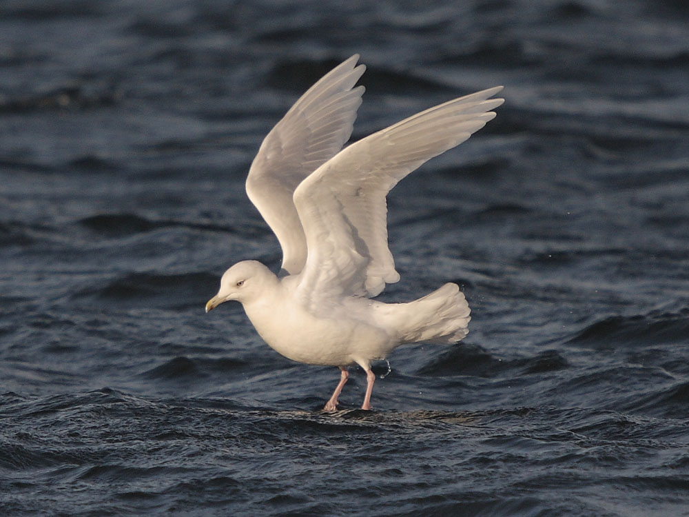 UK Gulls: Iceland Gull (larus glaucoides) - Sunderland - February 2012
