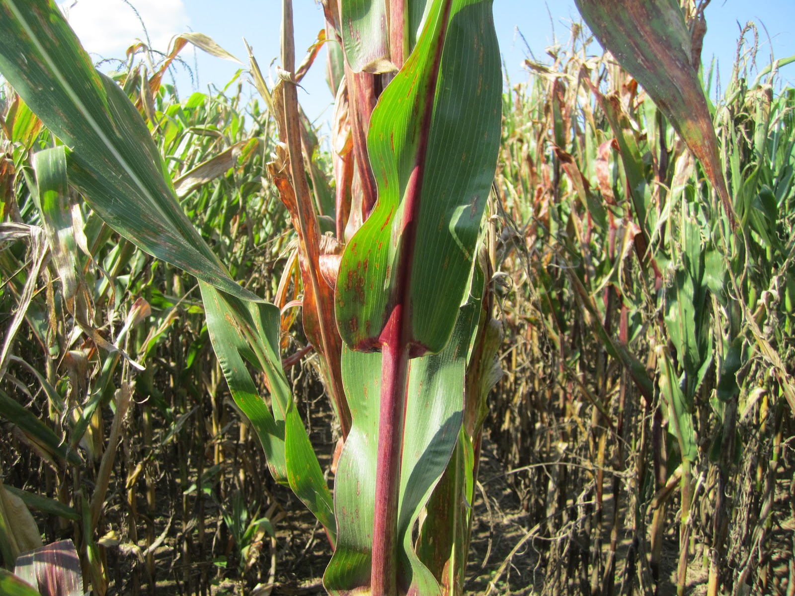 Grain Crops Update: Red corn leaves and stalks