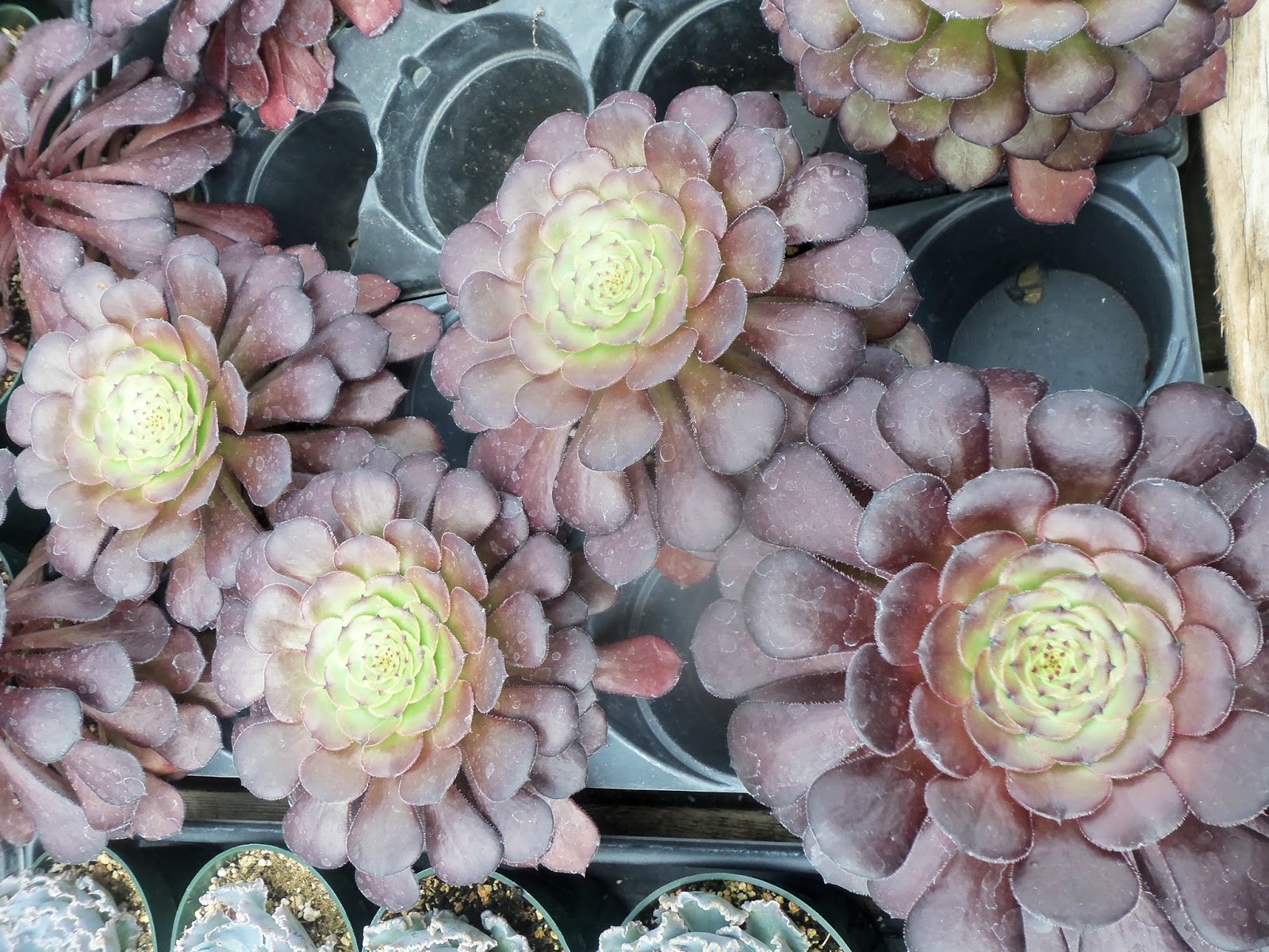 A Primitive Plot: Succulents at Graye's Greenhouse