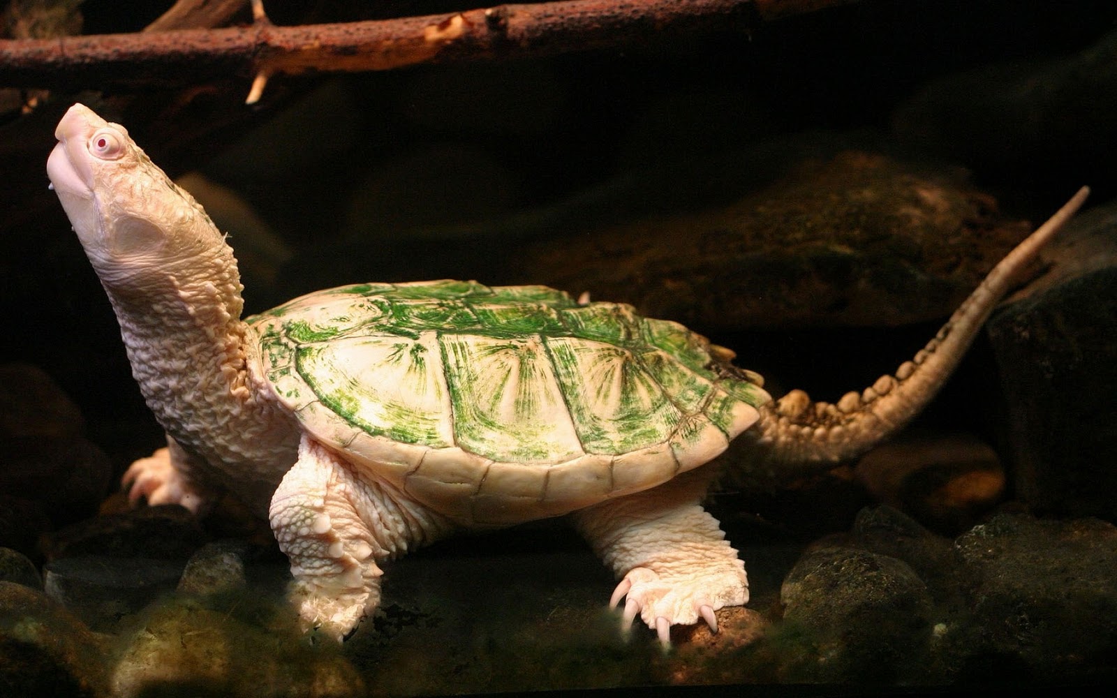 Schildpad Wallpapers