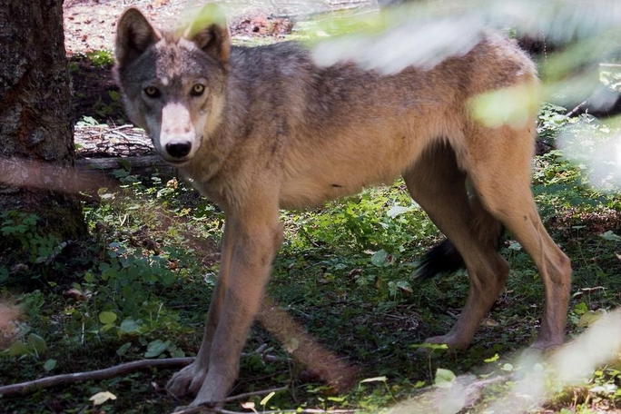 White Wolf : Two wild wolf pups are growing up on the Warm Springs ...