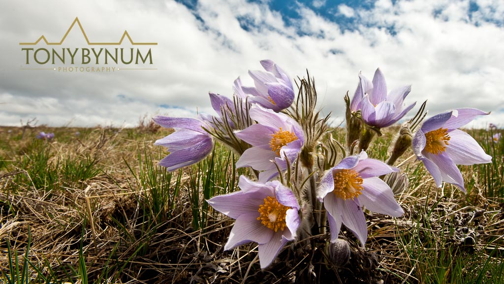 Glacier Park Photographer: Spring in Glacier National Park - first ...
