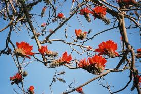 Herbs-Treat and Taste: INDIAN CORAL TREE: HISTORY, USES AND HEALTH ...