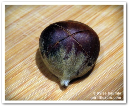 Our Little Acre: Roasting, Planting, and Restoring the American Chestnut