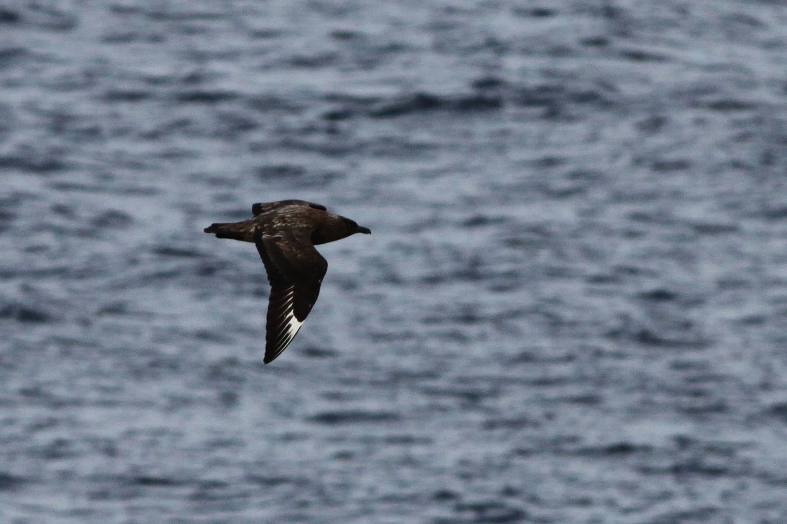 Fair Isle Bird Observatory: the Warden's diary: This is it! hopefully...