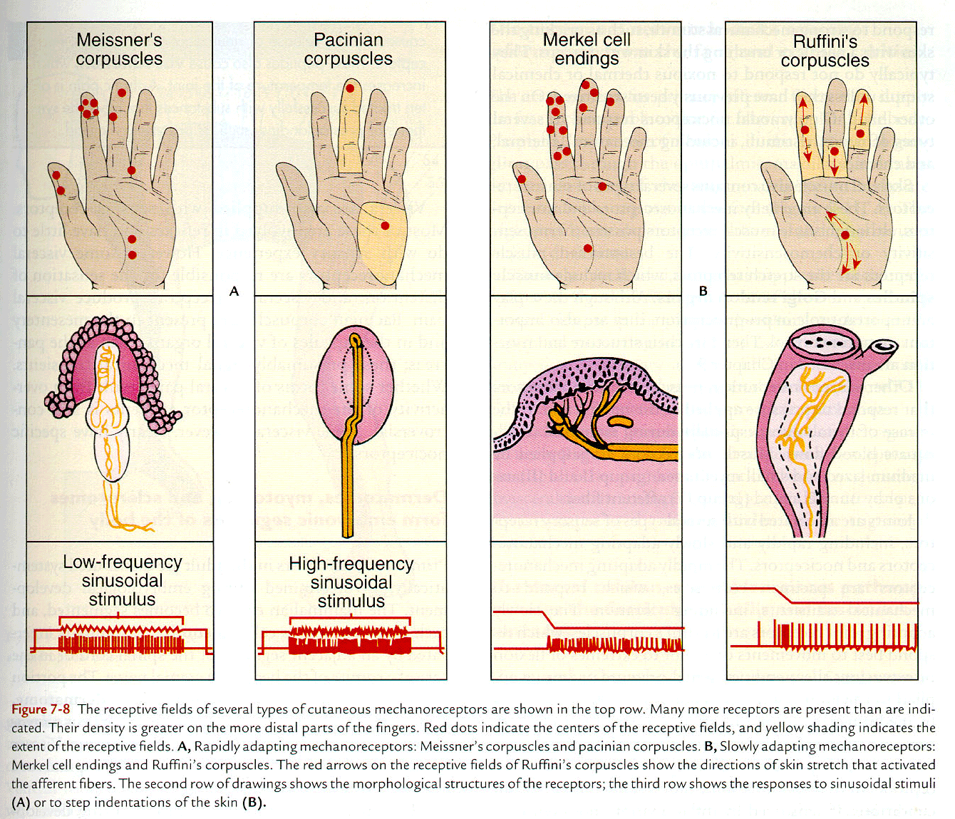 Imágenes, ensayos y resúmenes de las materias de primer ciclo de ...