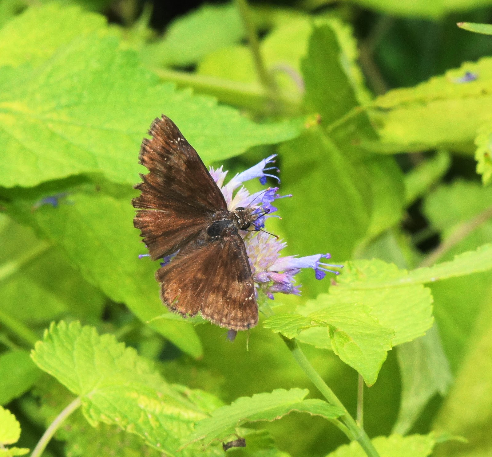 Bluefox's Travel & Birding Notes