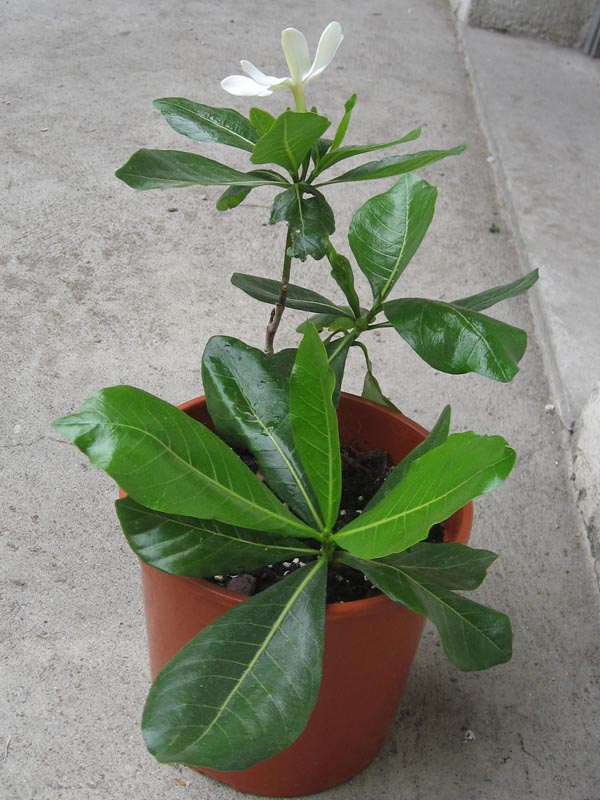 Le tiare ou Gardenia tahitensis | Flore de l’île de la Réunion