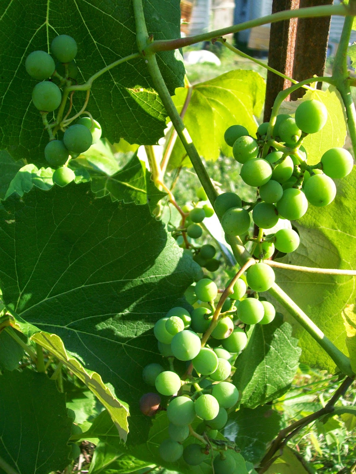 Vegans Living Off the Land: Fruit trees & Fruit bushes we are currently ...