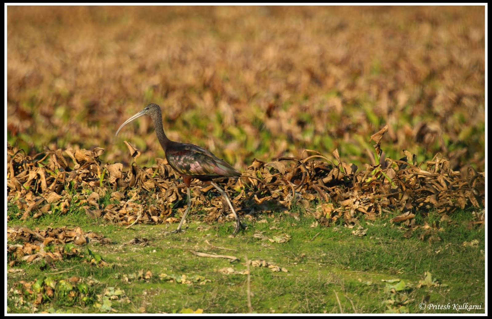 Travel blogs: Pashan Lake bird watching 2015, Pune