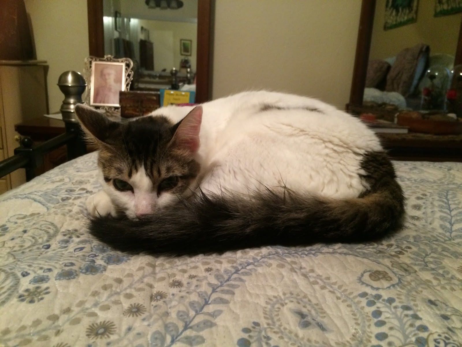 Diana L. Conces: On the Dubious Character of Cats