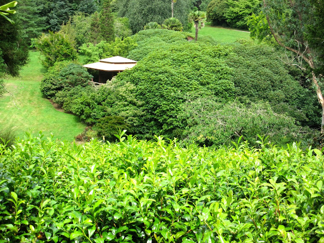 Destination: Fiction: England's Tea Plantation