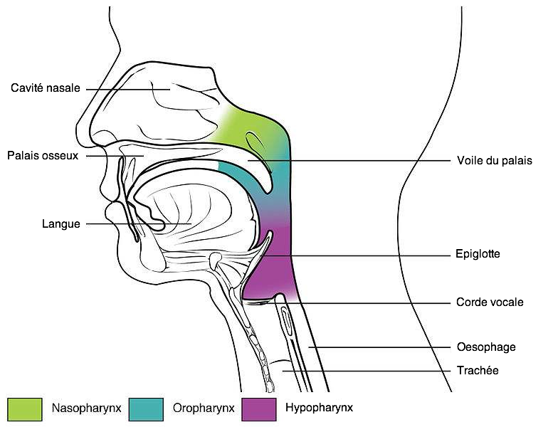 Anatomie de l'appareil respiratoire | Récap' IDE
