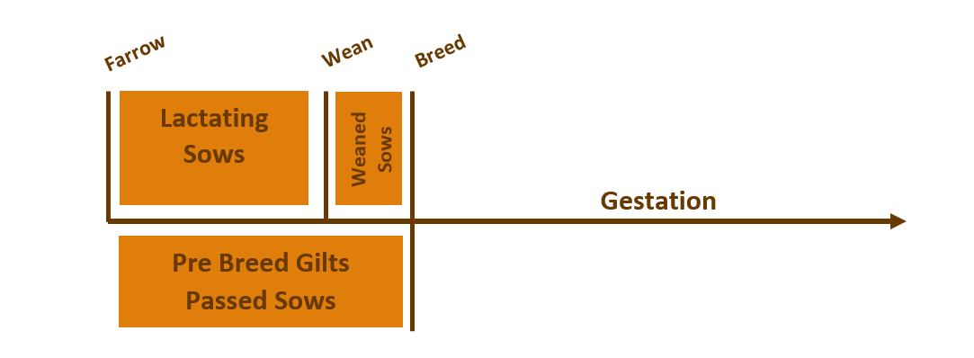 Pigs per Sow during its Lifetime & how to increase it | Pig Farming ...