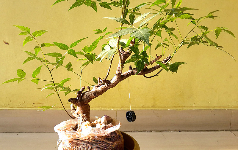 Instant - Bonsai - For - Everyone: Neem Tree 1