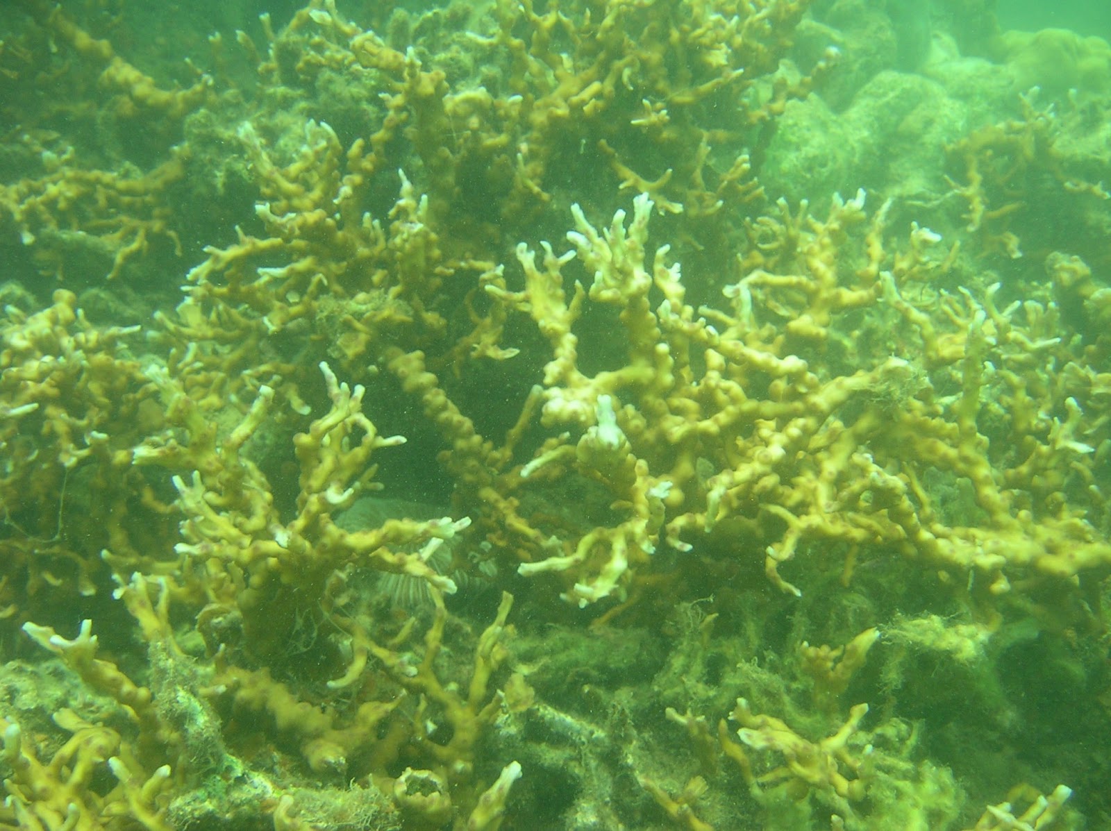 Jenis-Jenis Terumbu Karang: Echinopora horrida