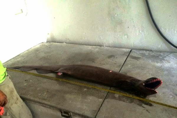 Six Foot Long Frilled Shark Living Fossil Captured