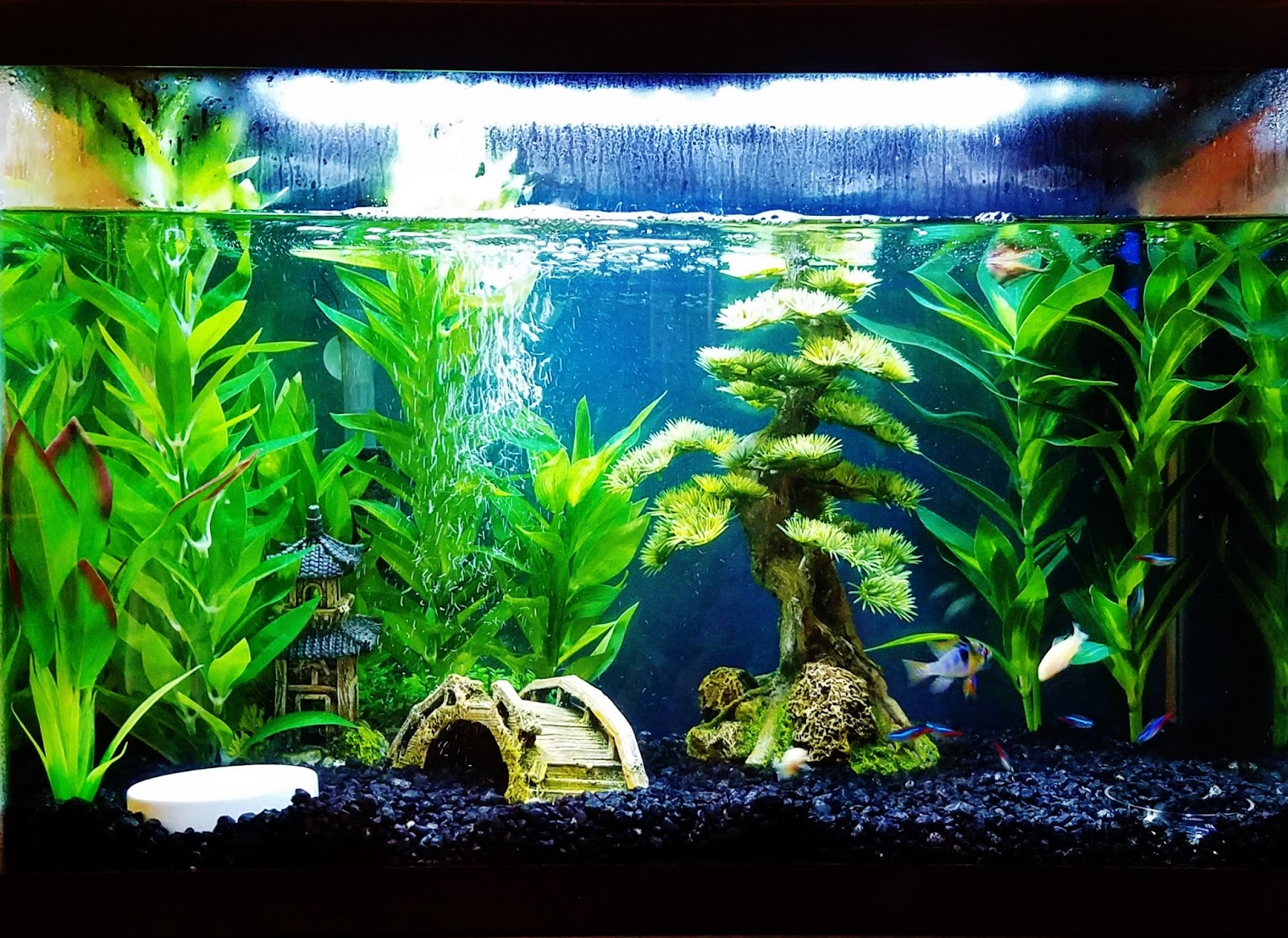 A GAMER'S WIFE: The Survival Guide to Ich