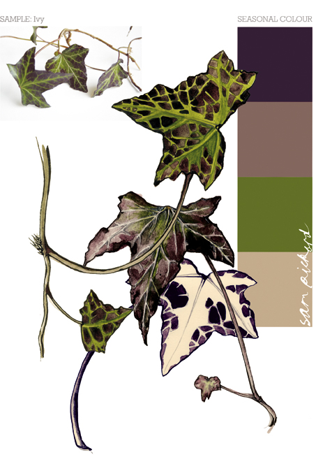 Planet Sam: Colour from the Season - Ivy purple