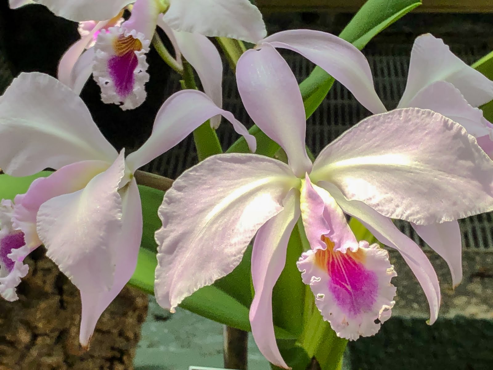 Walking Arizona: Orchids in White