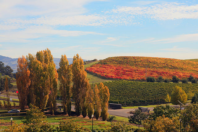 Budget Travel: How To Visit Napa Valley On A Budget - The Traveller