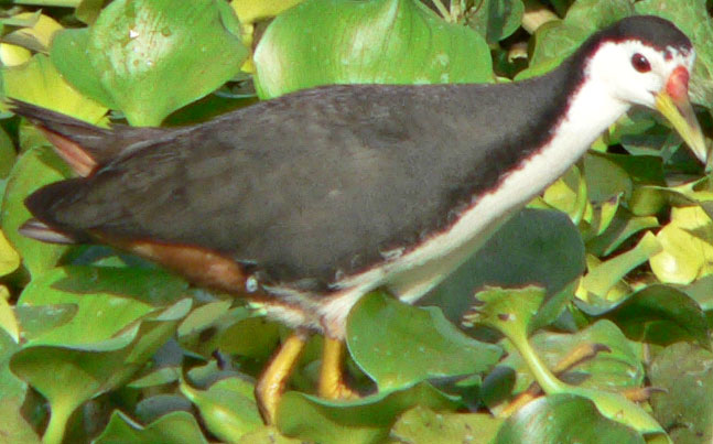 BIRDS: Kula-kozhi
