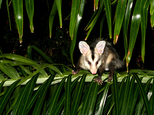 tireotubo: Cassaco, o gambá que vive no Ceará.