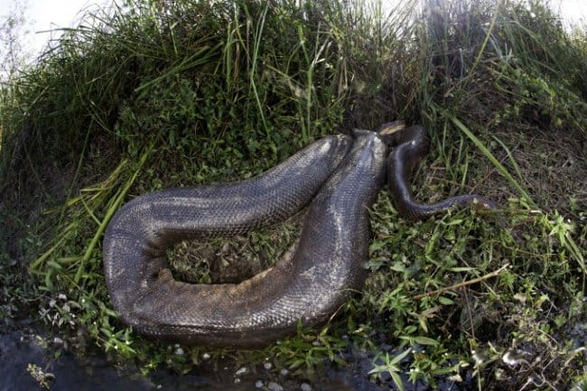 Brasil Universo Digital