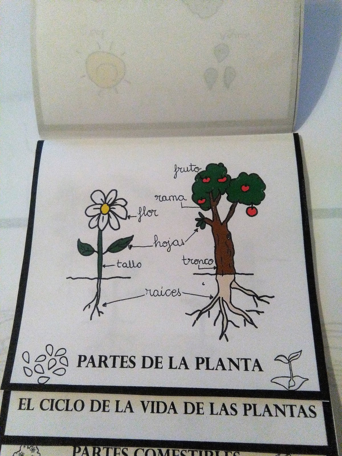 ¿Qué puedo hacer hoy?: Las plantas, libro móvil