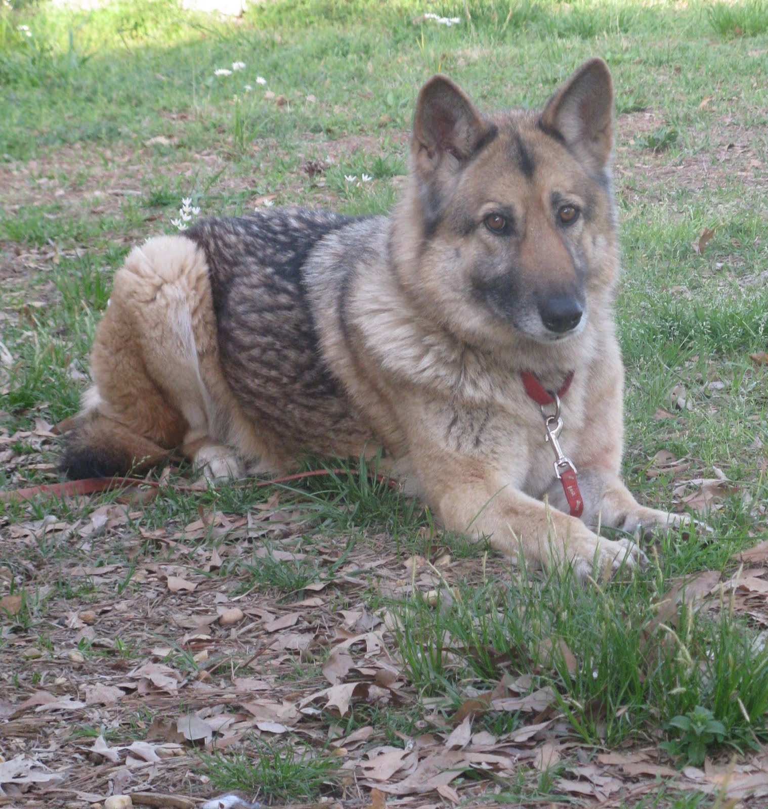 Turke the German Shepherd Dog