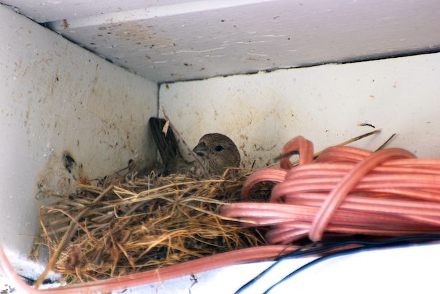House Finch Nest Box