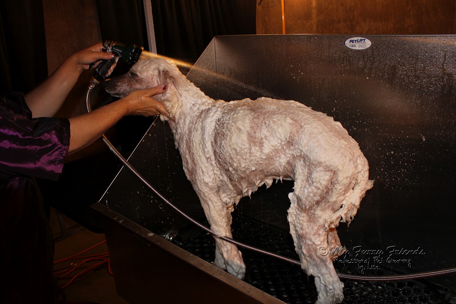 Pet Grooming: The Good, The Bad, & The Furry: Abstract Runway at Groom Expo