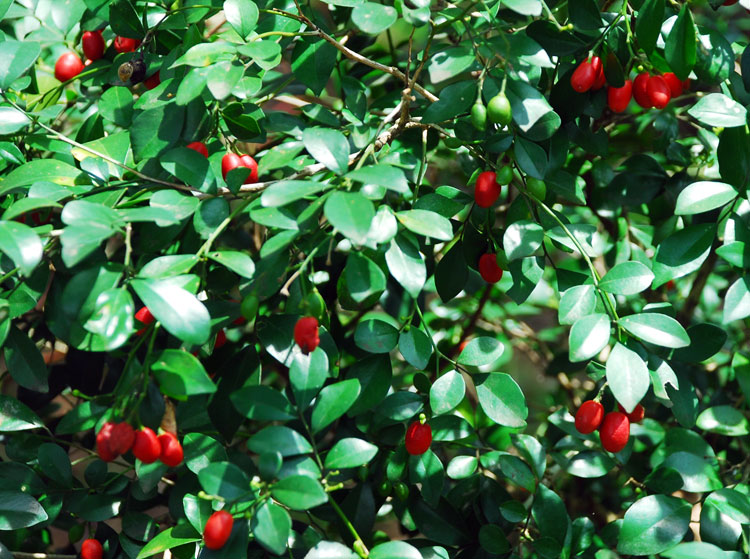 14+ Gambar Bunga Dan Daun Kemuning - Gambar Bunga Indah