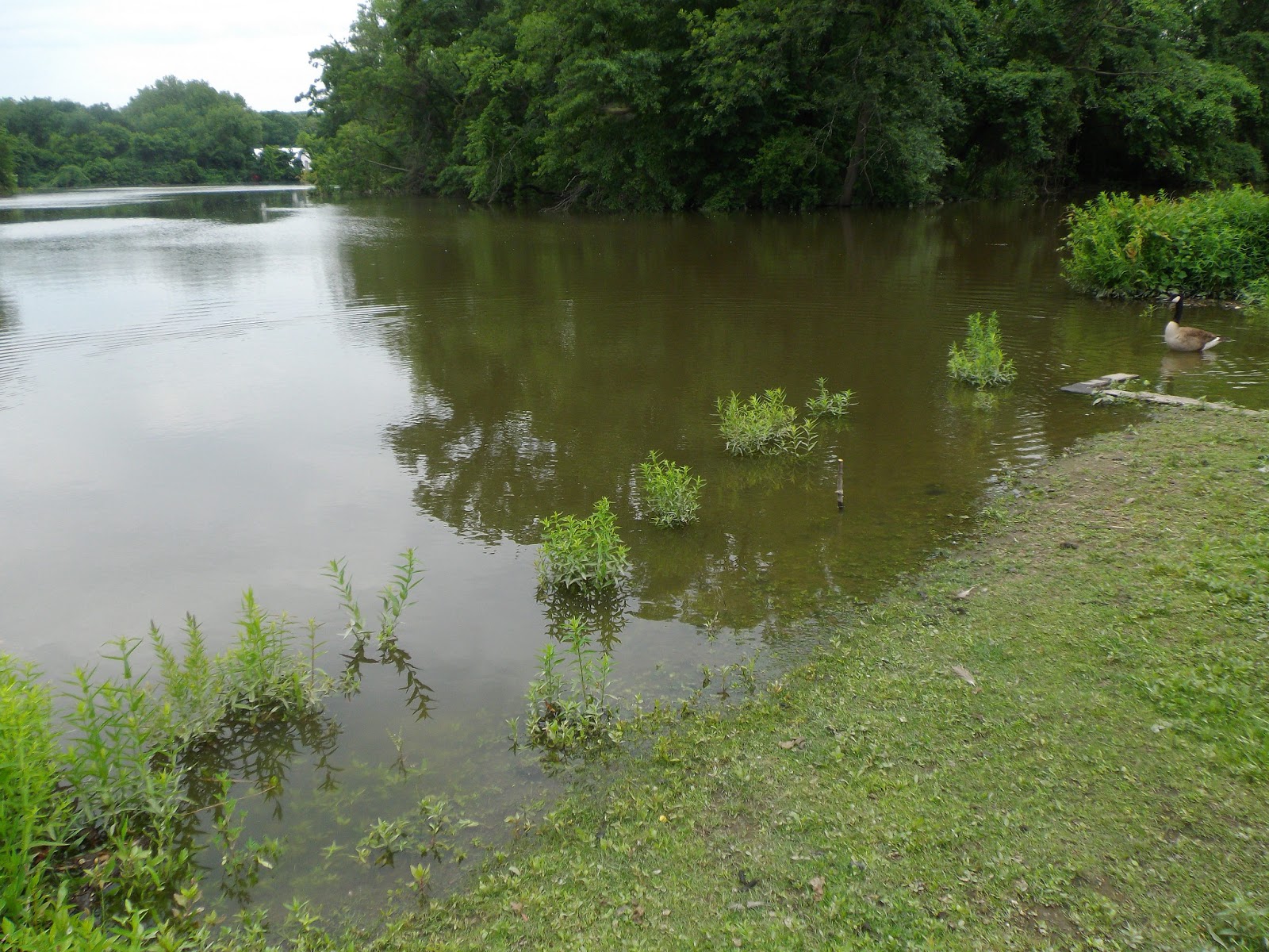The Great Lakes of NYC: Fly Fishing the Hackensack River