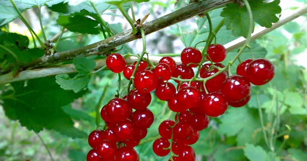 De la flor al fruto - Biología