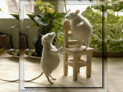 Wallpapers: Mice Wallpaper, Free Mice Wallpaper, Mice Desktop, Animal ...