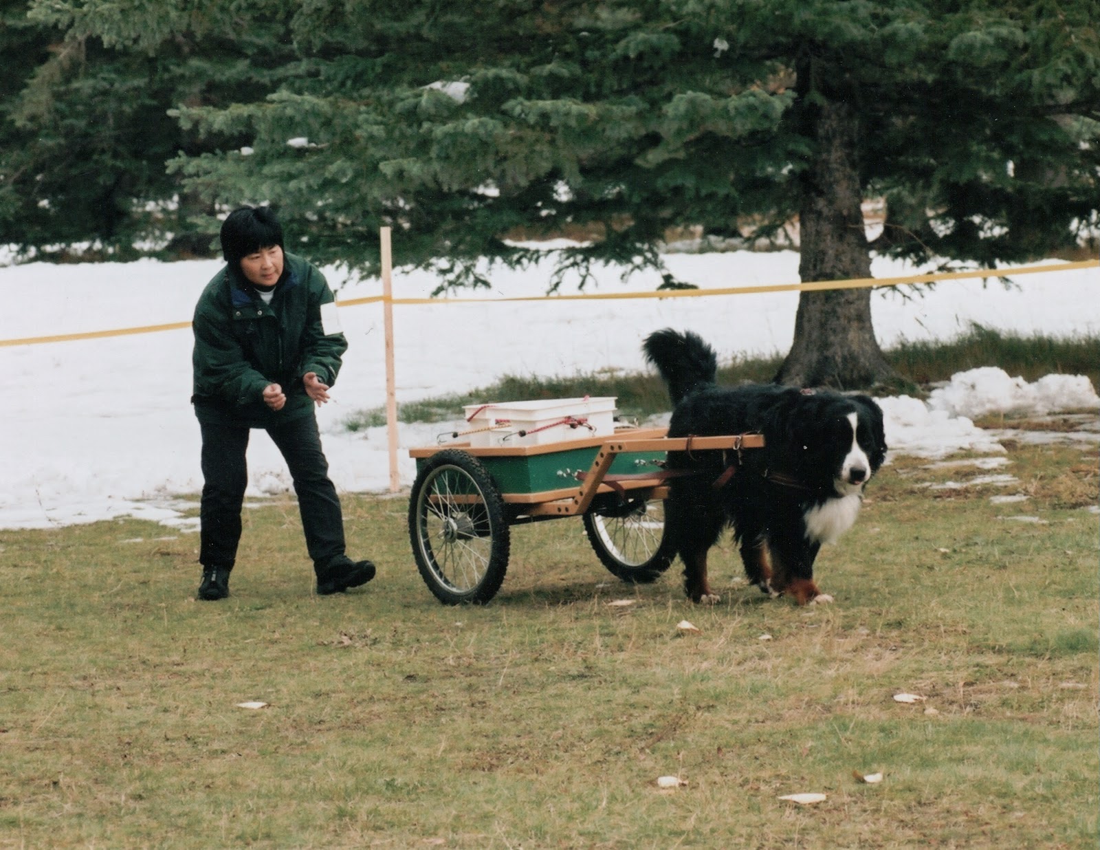 Funny Pictures Gallery: Draft dog cart, draft dog breeds, 2010 nfl mock ...