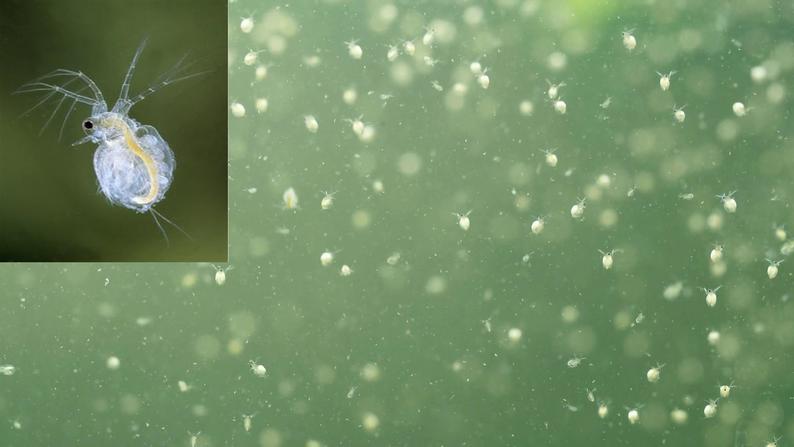 Apakah Daphnia Moina dan Daphnia Magna sama?