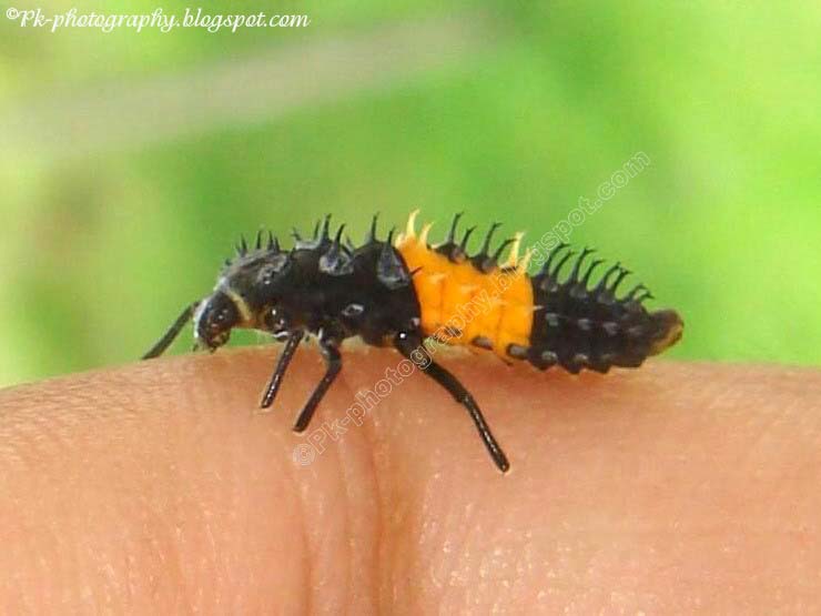 Ladybug Larvae | Nature, Cultural, and Travel Photography Blog