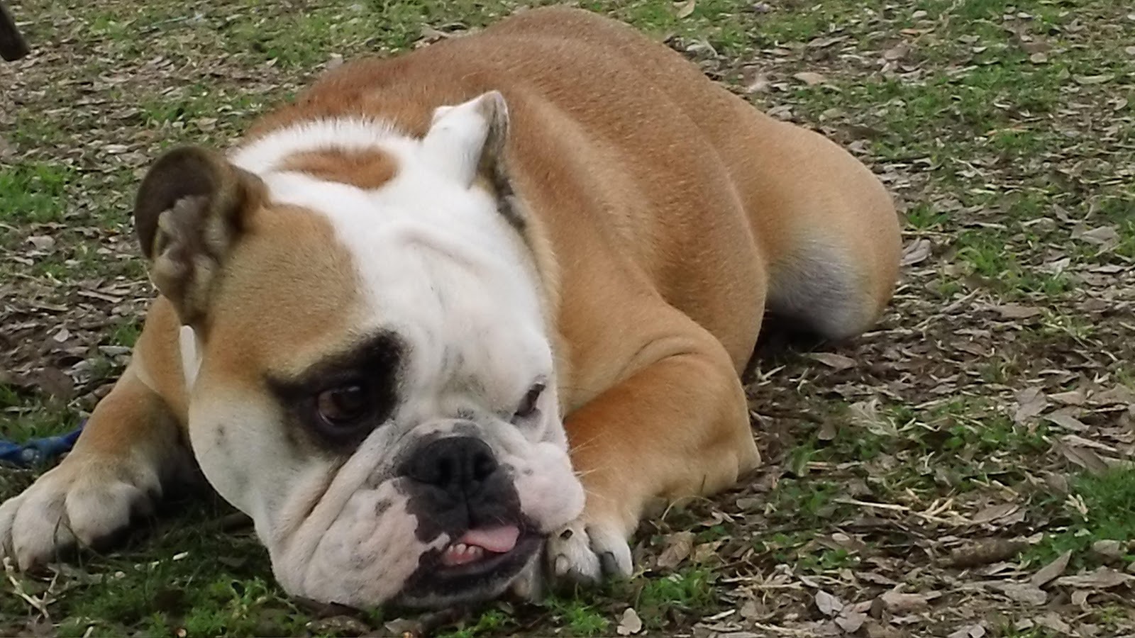 Things to Ponder: Just One More Day Until The Dogs Are Out