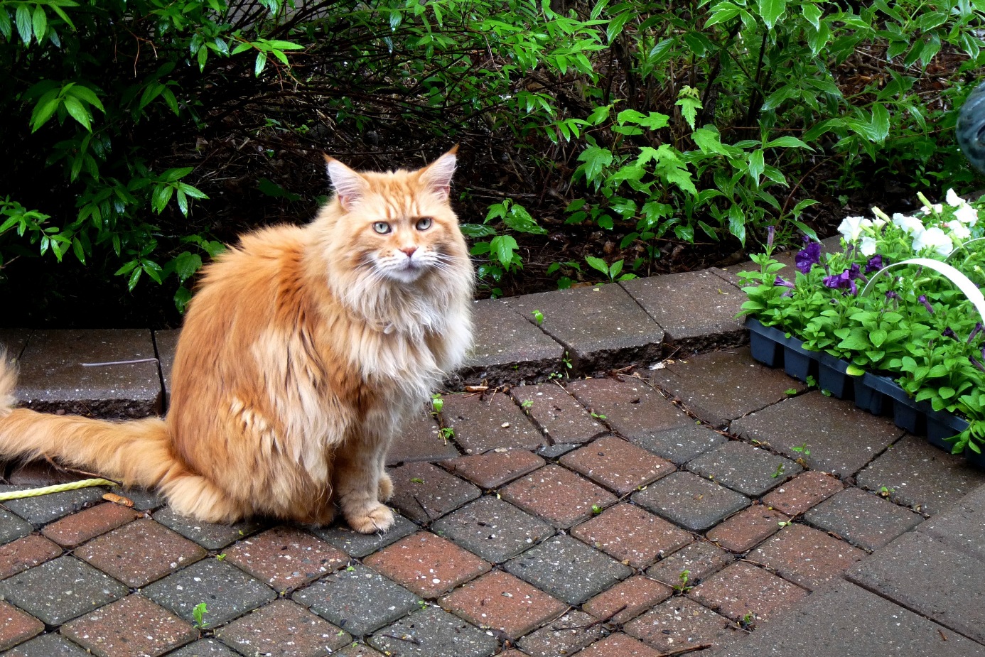 All About Lacocoon Dante: THURSDAY IN THE GARDEN WITH DANTE: THE CATS ...