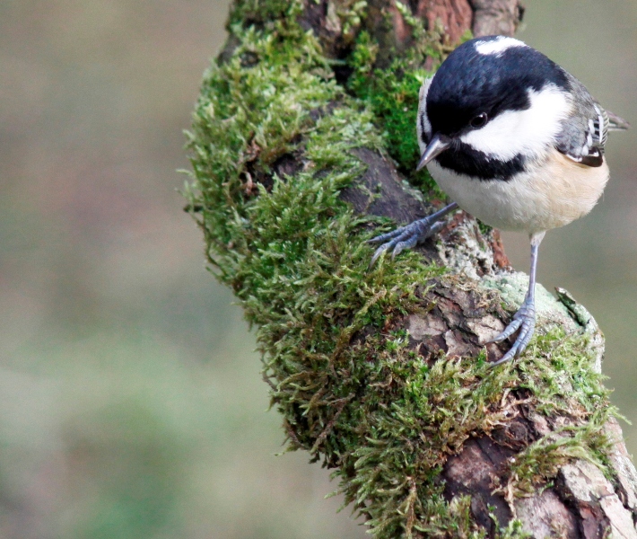 Cannock Chase wildlife