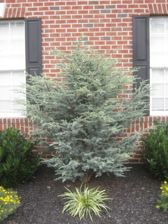 Future Plants by Randy Stewart: The Cedars